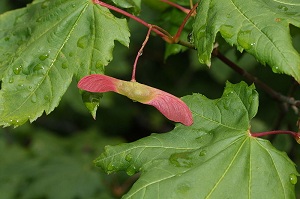 5 Easy Steps To Identify A Maple Tree | MapleSyrupWorld