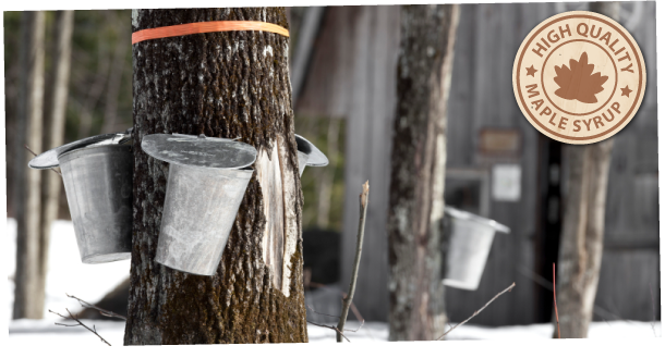 Maple Syrup – Maple Sugar - Organic Maple Syrup | MapleSyrupWorld